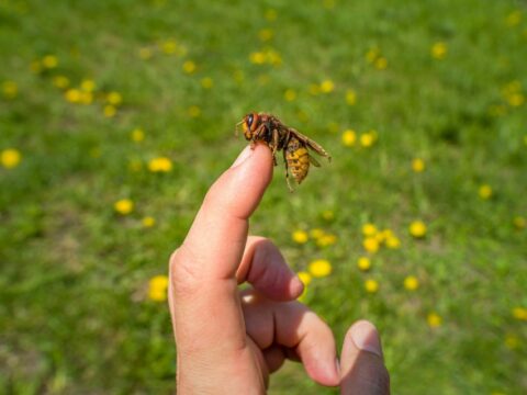 Il calabrone in casa: qual è il significato spirituale nascosto? - La ...